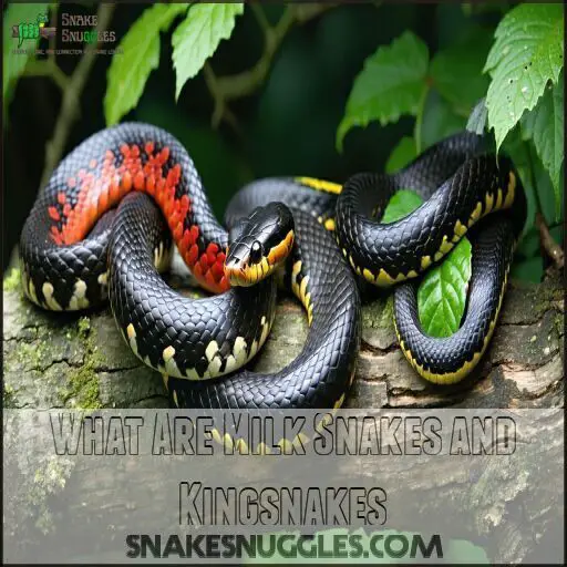 Milk Snakes Vs Kingsnakes: Key Differences in Size, Color, and Behavior