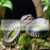 What Do Milk Snakes Eat? 7 Surprising Prey Items You Never Knew About!