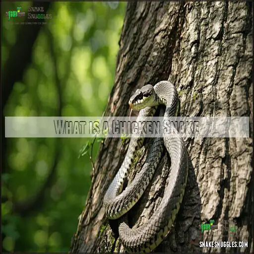 What is a Chicken Snake? The Surprising Truth About These Unique Snakes