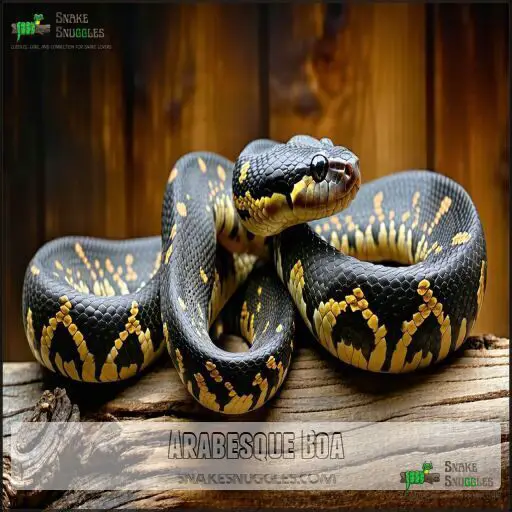 Morphs of Boa Constrictors: Stunning Variants & Care Tips Explained