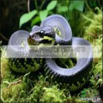 Do Ball Pythons Make Good Pets? Pros, Cons, and Essential Care Tips