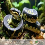 Ball Python Morph Care Guide: Tips Inside