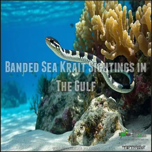 Sea Snakes in Gulf of Mexico: Shocking New Evidence Reveals Deadly Invasion
