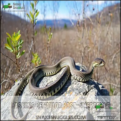 When Do Rattlesnakes Come Out? Seasonal Activity and Survival Tips