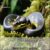 Bumblebee Ball Python Genetics: Morph Traits, Care, and Breeding Info