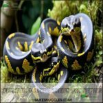 Bumblebee Ball Python Genetics: Morph Traits, Care, and Breeding Info