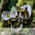 Bumblebee Ball Python Genetics: Morph Traits, Care, and Breeding Info