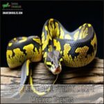 Bumblebee Ball Python Genetics: Morph Traits, Care, and Breeding Info