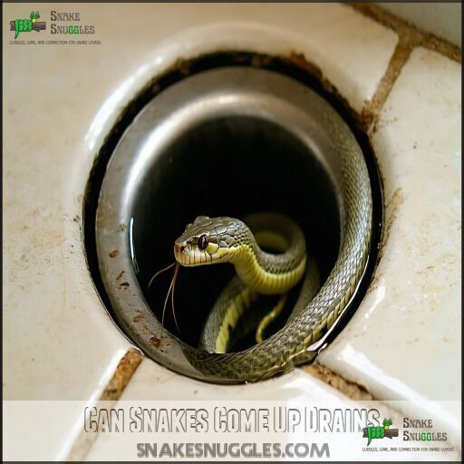Can Snakes Come Up Through Shower Drains?