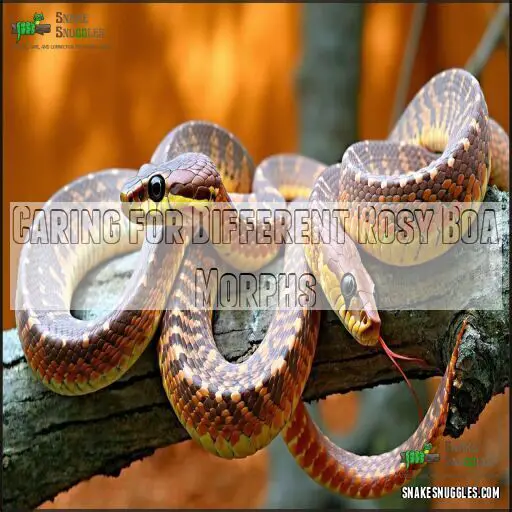 Rosy Boa Morphs: Stunning Colors, Rare Patterns, and Breeding Trends