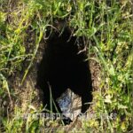 Signs of Snakes in Your Yard: 7 Alarming Clues You Shouldn't Ignore