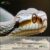 What Are Spurs on Snakes? Anatomy, Evolution, and Their Unique Purpose