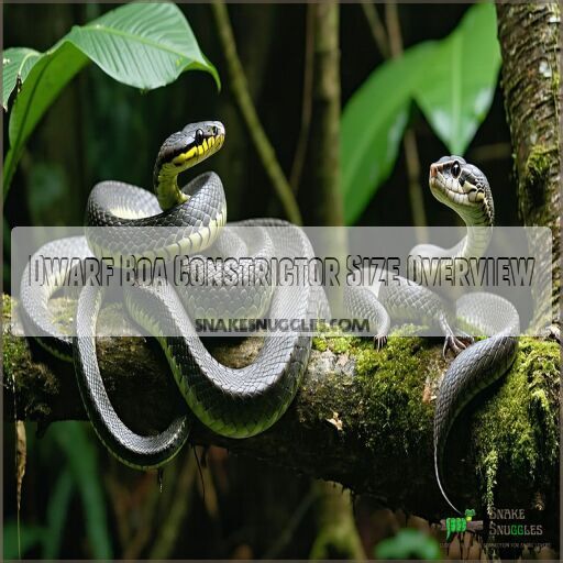 Dwarf Boa Constrictor Full Size: How Big & How Long They Grow!