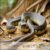 What Are Spurs on Snakes? Anatomy, Evolution, and Their Unique Purpose