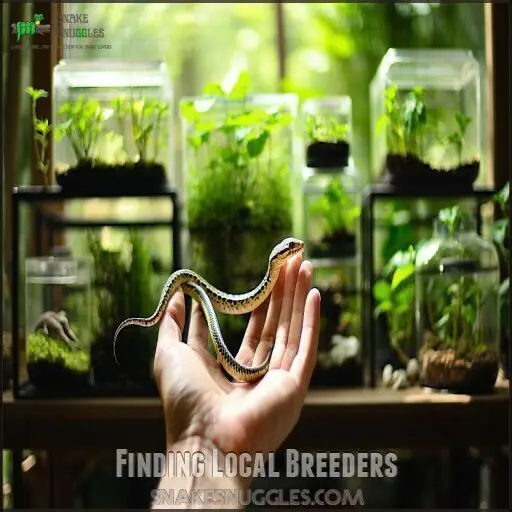 Corn Snake Breeders Near Me - Find Top Reptile Experts and Local Options