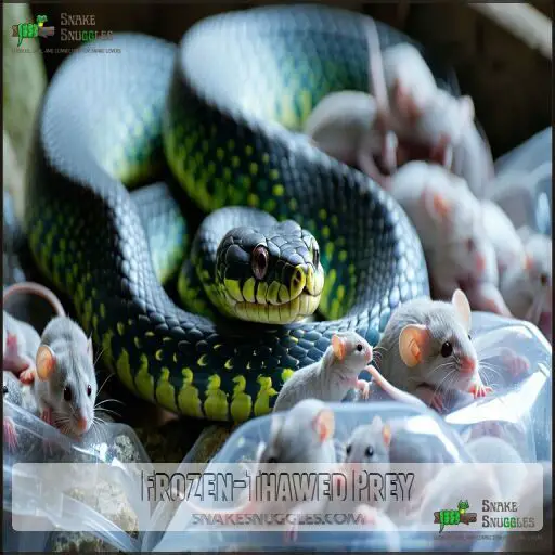 Can Snakes Eat Live Mice? Benefits, Risks, and Safer Alternatives