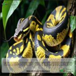 Bumblebee Ball Python Genetics: Morph Traits, Care, and Breeding Info