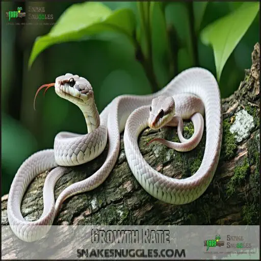 Snow Corn Snake Care: Diet, Size, Habitat, and Unique Traits