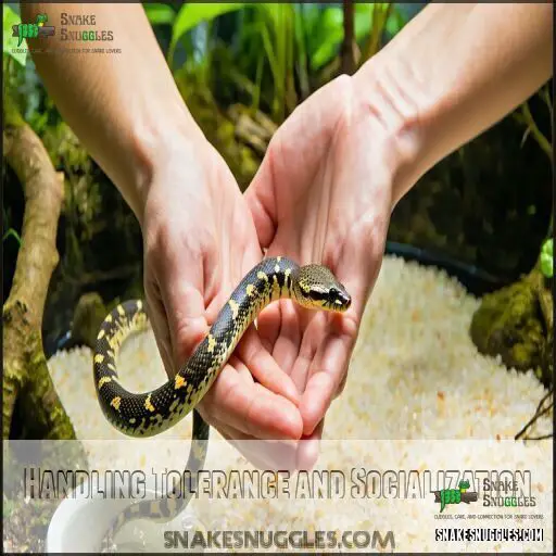 Are Male or Female Corn Snakes More Aggressive? Key Differences Explained