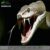 How Many Teeth Do Snakes Have? The Shocking Truth Will Amaze You!