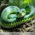 How Can You Tell How Old a Snake Is? 7 Expert Methods Revealed!