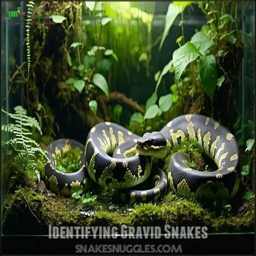 Signs My Snake is Gravid: How to Tell if Your Snake is Pregnant