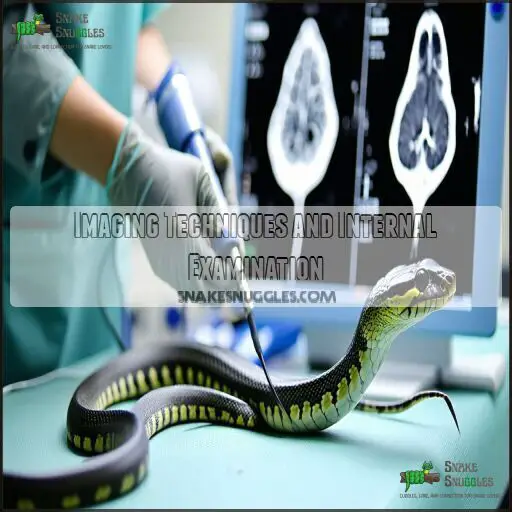 Septicemia in Snakes: Causes, Symptoms, Treatment, and Prevention Tips