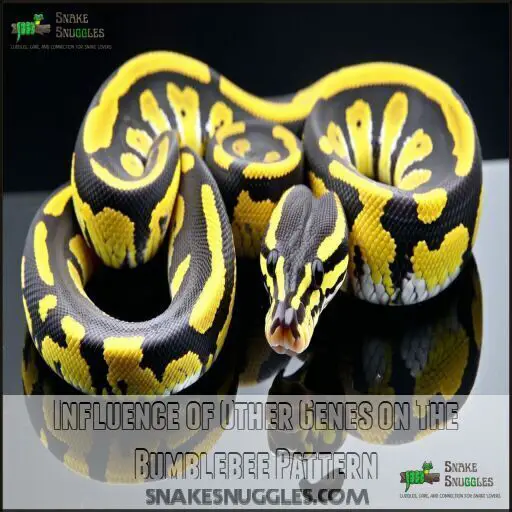 Bumblebee Ball Python Genetics: Morph Traits, Care, and Breeding Info