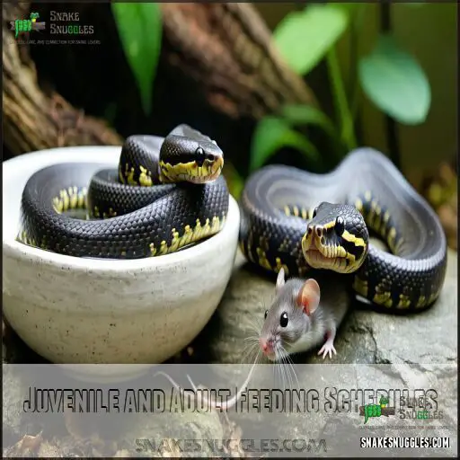 Do Ball Pythons Make Good Pets? Pros, Cons, and Essential Care Tips