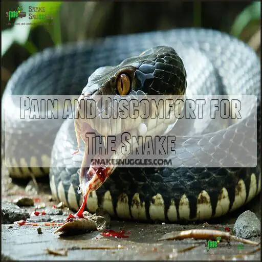 What Happens When You Defang a Snake? Risks, Ethics, and Care Explained