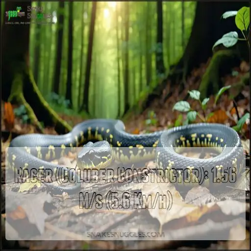 How Fast Can a Snake Slither? The World's Quickest Snakes Revealed!