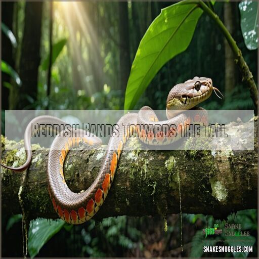 Types of Boa Constrictor Colors: Patterns, Variations, and Rare Morphs