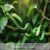 Rough Green Snake: Care, Habitat, Diet, Lifespan & Fascinating Facts