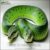 Can Snakes Get Fat? Signs, Risks, and Tips to Keep Your Snake Healthy