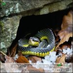Where Do Snakes Go in The Winter? Secrets of Their Winter Hideouts