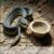 Do Snakes Drink Water? The Shocking Truth About Reptile Hydration!