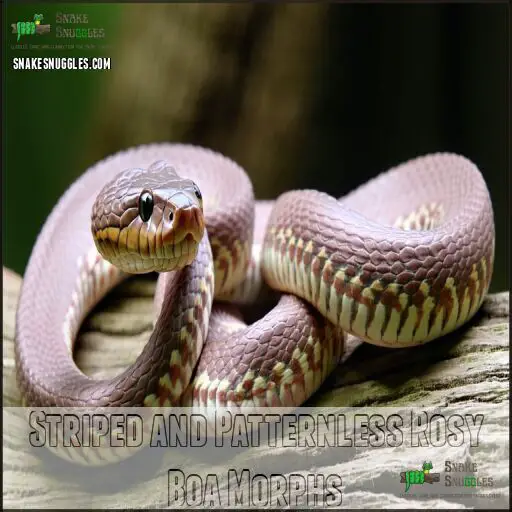 Rosy Boa Morphs: Stunning Colors, Rare Patterns, and Breeding Trends