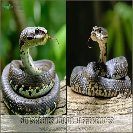 Types of Boa Constrictor Colors: Patterns, Variations, and Rare Morphs