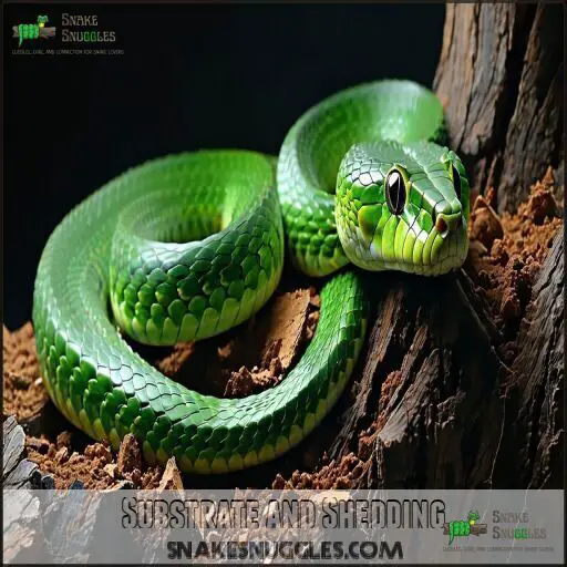 Best Substrate for Snake Breeding: Top Tips for Healthy and Safe Habitats