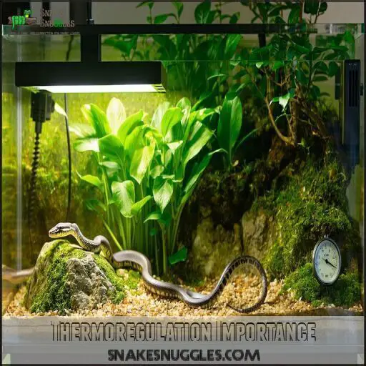 Corn Snake Temperature Gradient Guide: Ideal Temps & Heating Tips