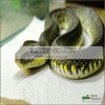 Treating Scale Rot in Snakes: Causes, Symptoms, and Effective Solutions