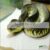 Treating Scale Rot in Snakes: Causes, Symptoms, and Effective Solutions
