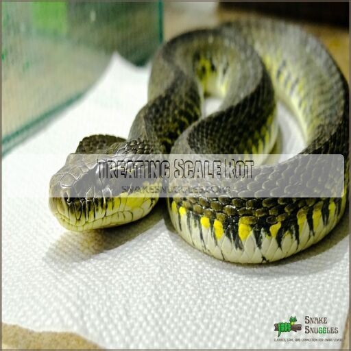Treating Scale Rot in Snakes: Causes, Symptoms, and Effective Solutions