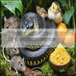 What to Feed Breeding Snakes: 7 Power Foods for Healthy Offspring