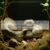 Why is My Snake So Active? Common Causes and What You Should Know