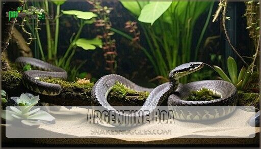 Boa Constrictor Types: Guide to Species, Subspecies, & Rare Varieties