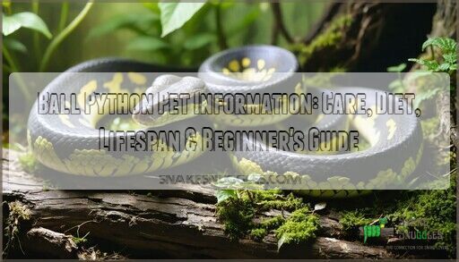 Ball Python Pet Information: Care, Diet, Lifespan & Beginner's Guide