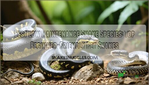 Best Low Maintenance Snake Species: Top Beginner-Friendly Pet Snakes