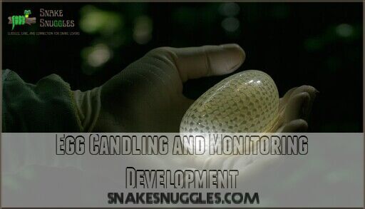 Ball Python Egg Incubation Guide: Tips for Perfect Hatching Success