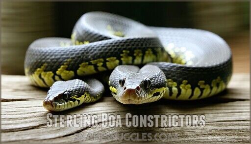 Morphs for Docile Boa Constrictors: Colors, Care, and Top Picks